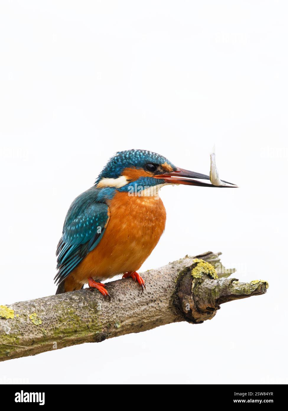 Kingfisher up close Cut Out Stock Images & Pictures - Alamy