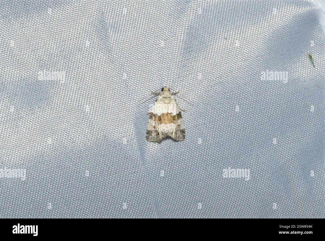 (Maliattha signifera), Insecta, 中国浙江省杭州市滨江区 Stock Photo - Alamy