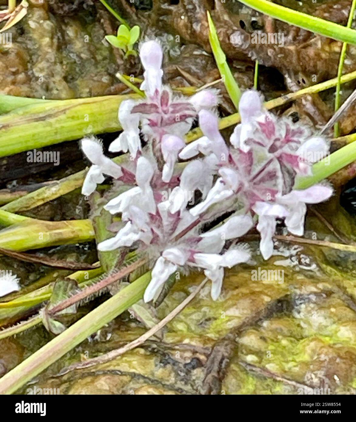Bugle Hedgenettle (Stachys ajugoides), Plantae, Fort Ord National ...