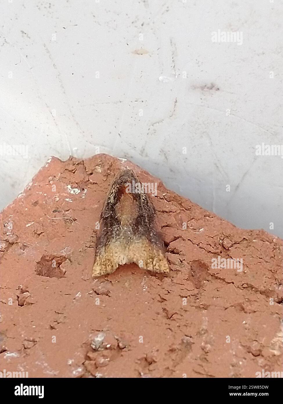Large Fruit-tree Tortrix (Archips podana), Insecta, Newton St Loe, Bath ...