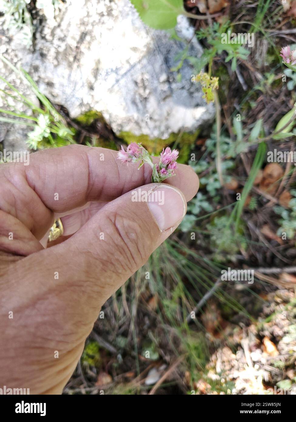Rosy Pussytoes (Antennaria rosea), Plantae, Fergus County, MT, USA ...