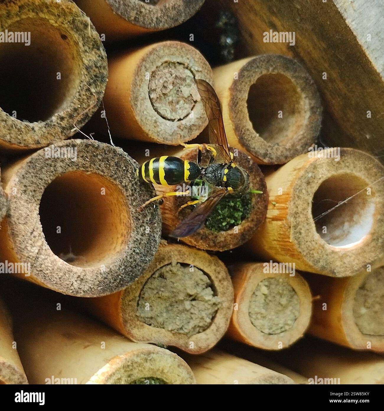 (Symmorphus), Insecta, Kosanin dol, Pancharevo, Bulgaria Stock Photo ...