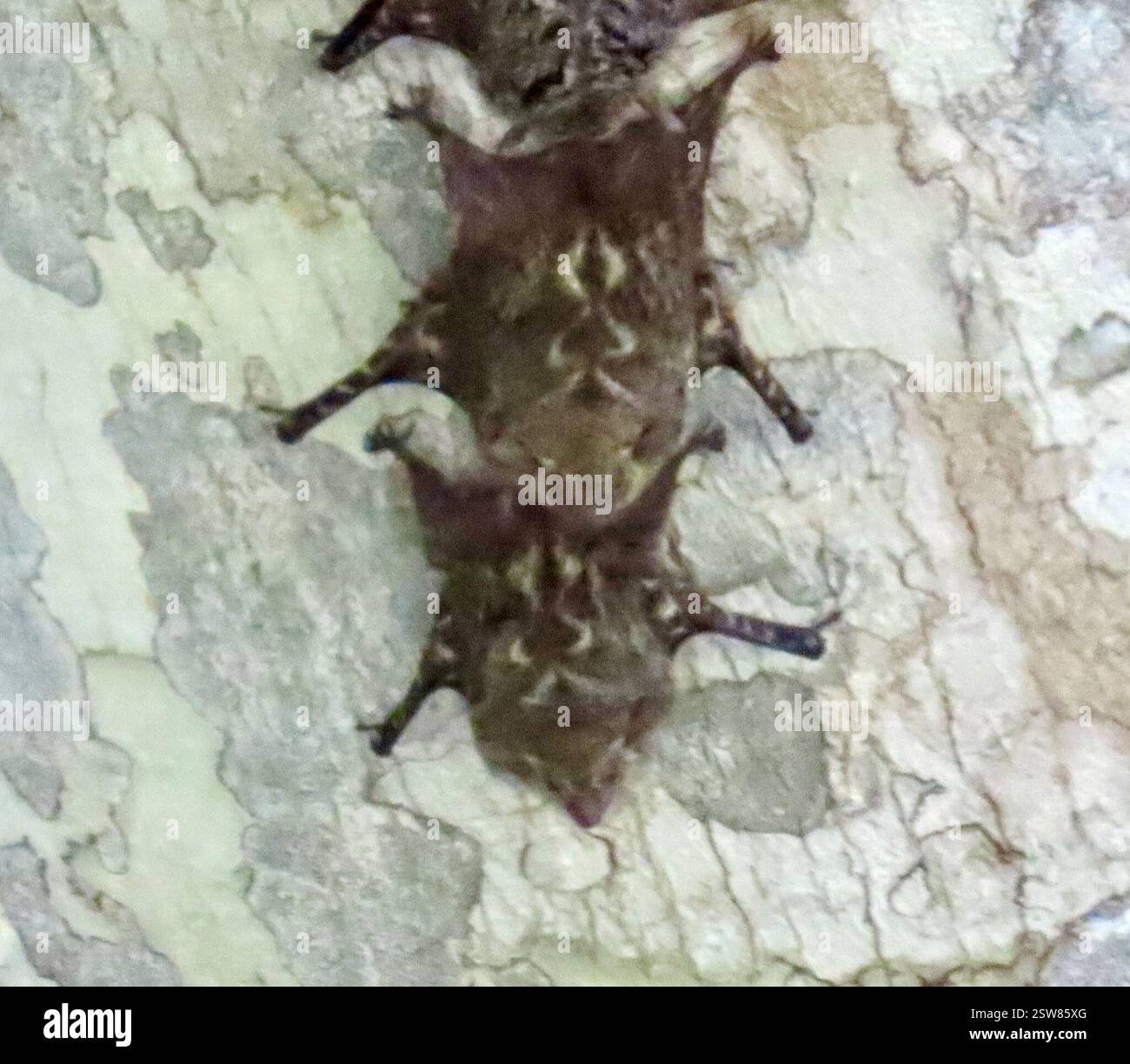 Murciélago narizón hi-res stock photography and images - Alamy