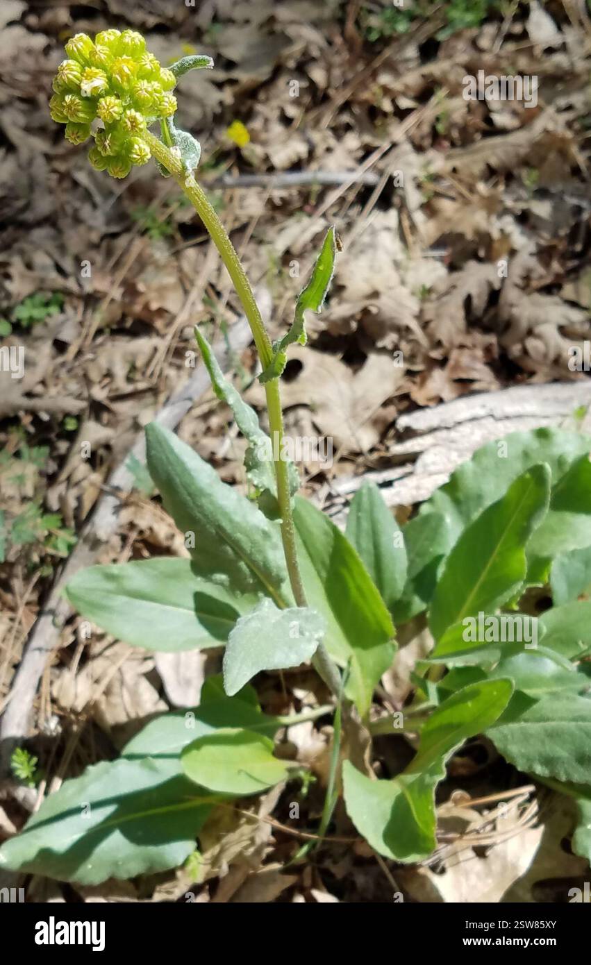 rayless ragwort (Senecio aronicoides), Plantae, Willits, CA 95490, USA ...