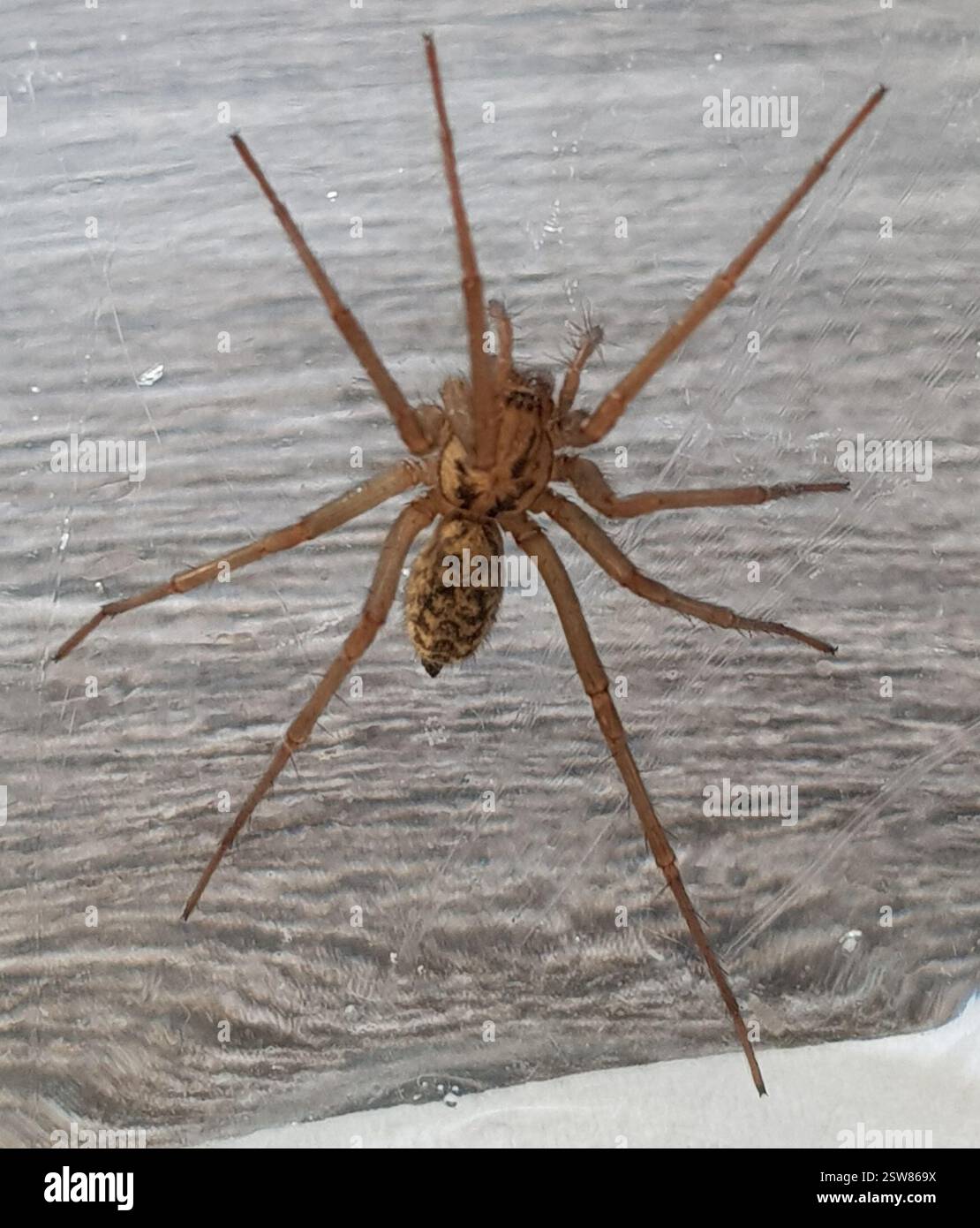 Giant House Spider Complex (Eratigena atrica), Arachnida, Whittingehame ...