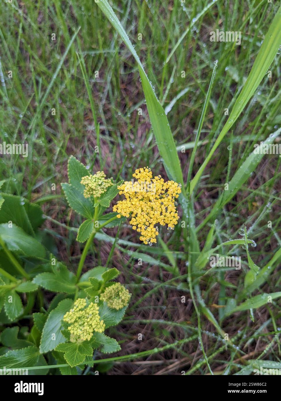 heart-leaf golden Alexanders (Zizia aptera), Plantae, Cypress County ...