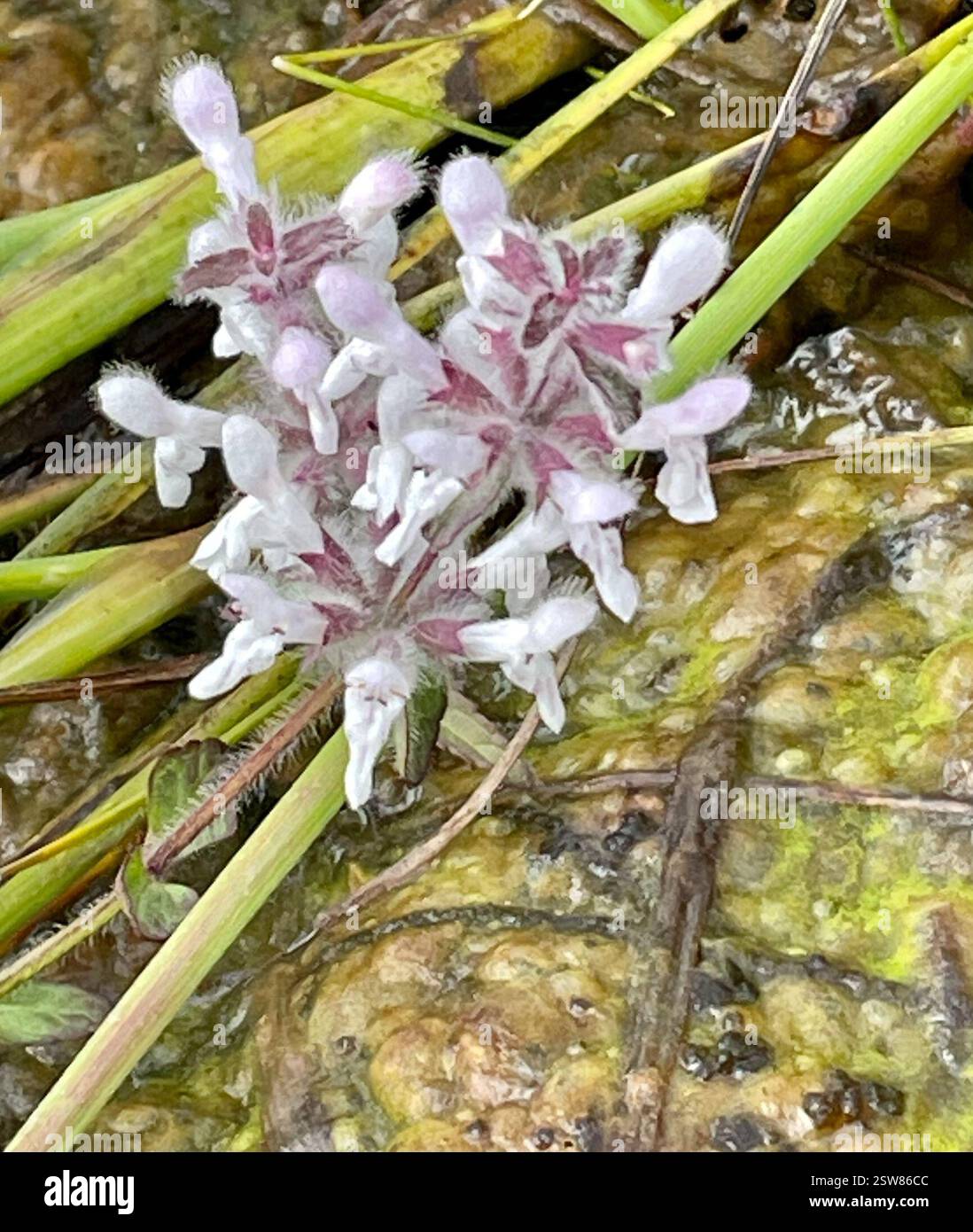 Bugle Hedgenettle (Stachys ajugoides), Plantae, Fort Ord National ...
