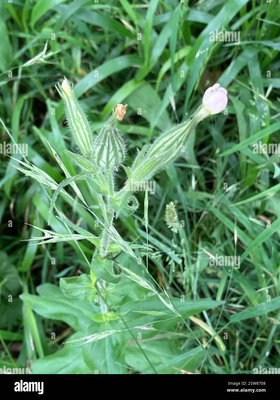evening lychnis (Silene latifolia alba), Plantae, Schloss Laxenburg ...