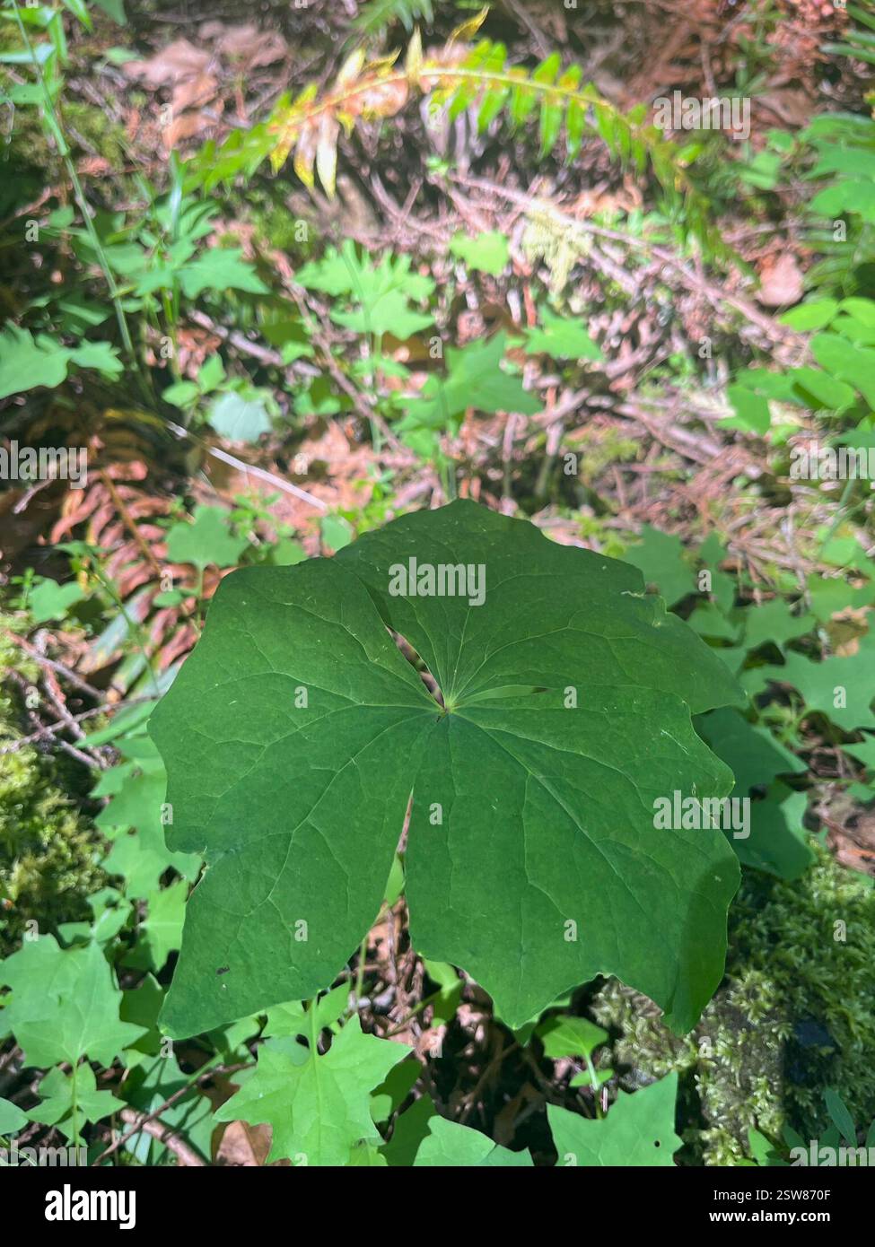 vanilla leaf (Achlys triphylla), Plantae, Capital, BC, Canada Stock ...