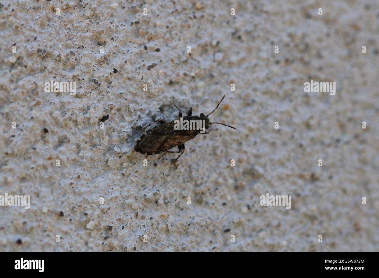 Nettle ground bug (Heterogaster urticae), Insecta, La Frette, France ...