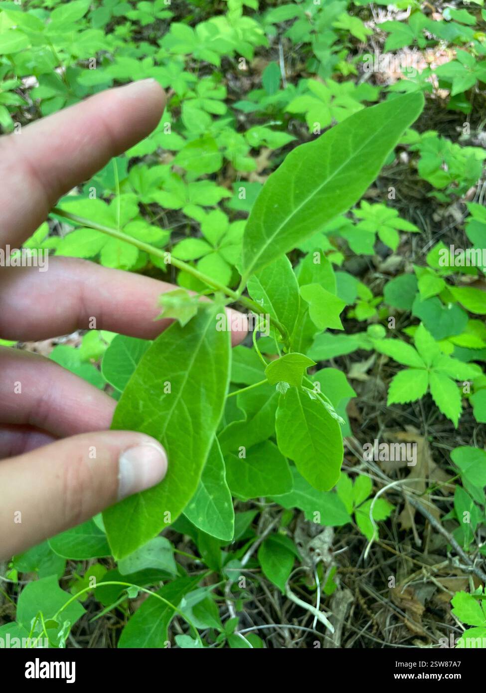 Glaucous Honeysuckle (Lonicera dioica), Plantae, Cherry Ave, Lincoln ...