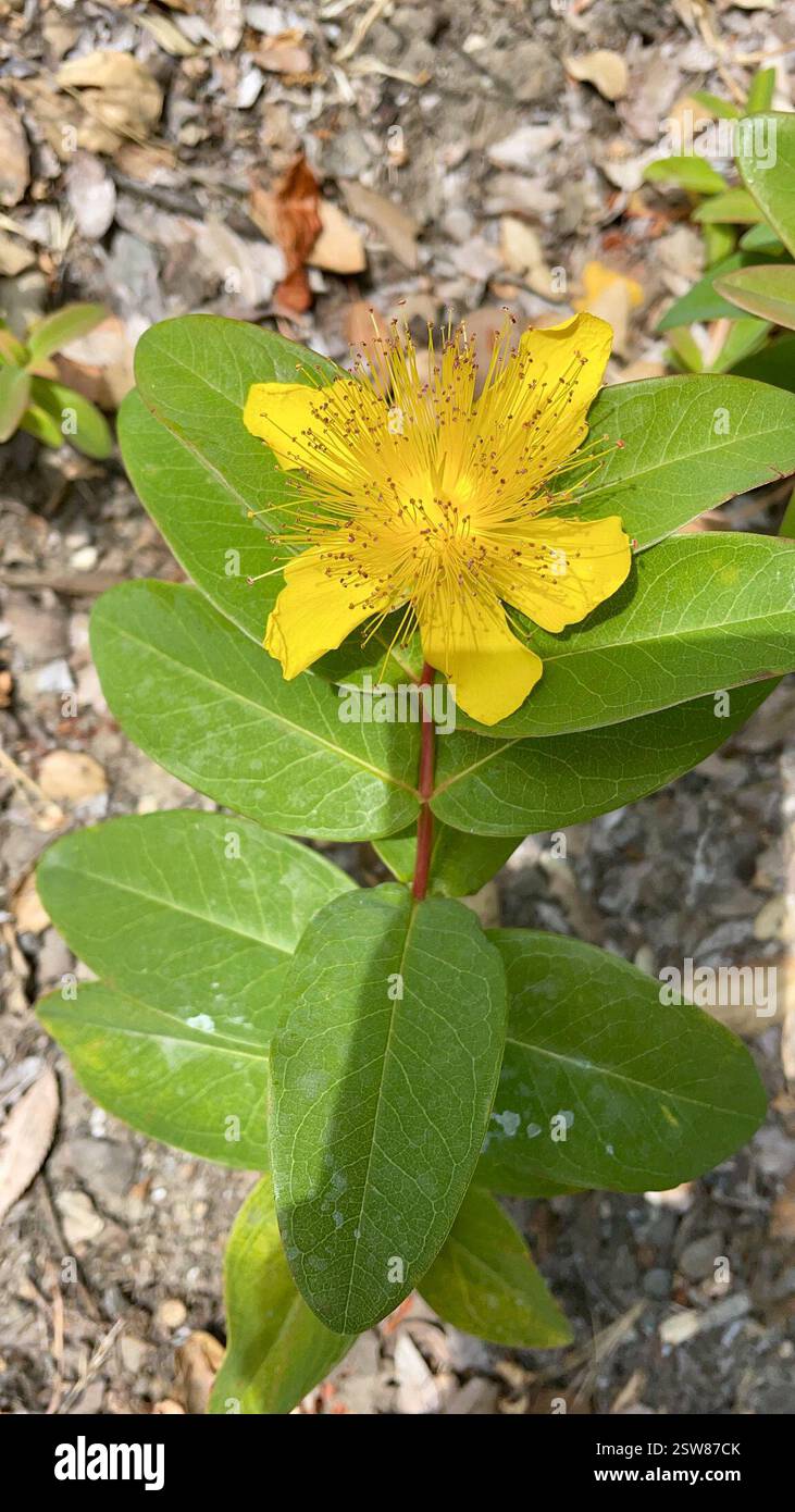 Rose-of-sharon (Hypericum calycinum), Plantae, San Lorenzo Valley High ...
