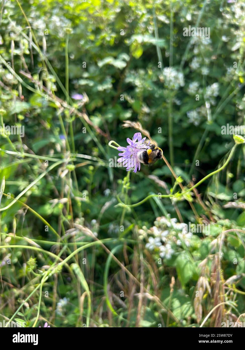 Bumble Bees (Bombus), Insecta, Bucine, Toscana, IT Stock Photo - Alamy