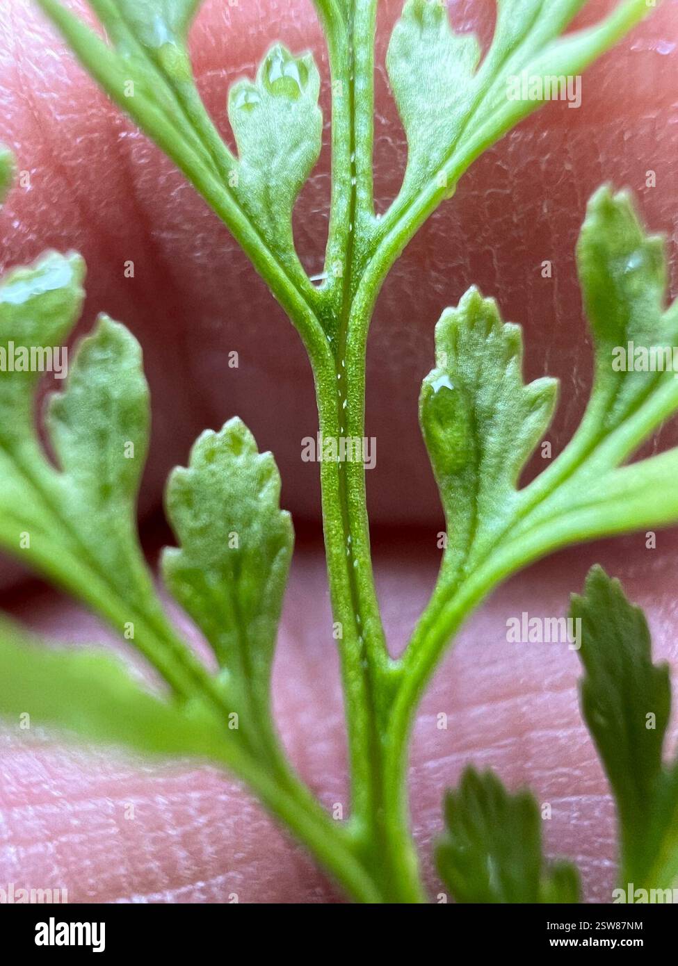 American parsley fern (Cryptogramma acrostichoides), Plantae, King ...
