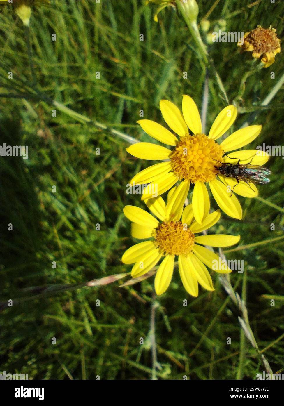 Marsh Ragwort (Jacobaea aquatica), Plantae, 9790 Wortegem-Petegem ...