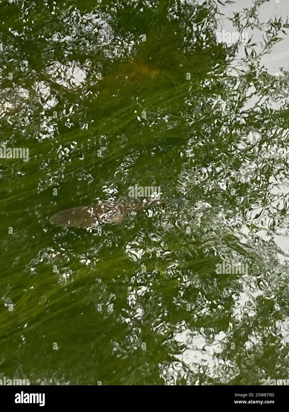 European chub (Squalius cephalus), Actinopterygii, Richmond Park Golf ...