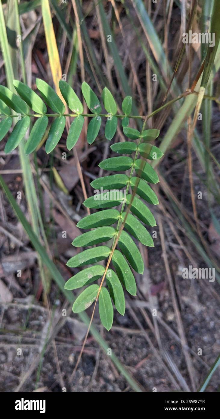 Cedar wattle (Acacia elata), Plantae, Blue Mountains, AU-NS, AU Stock ...