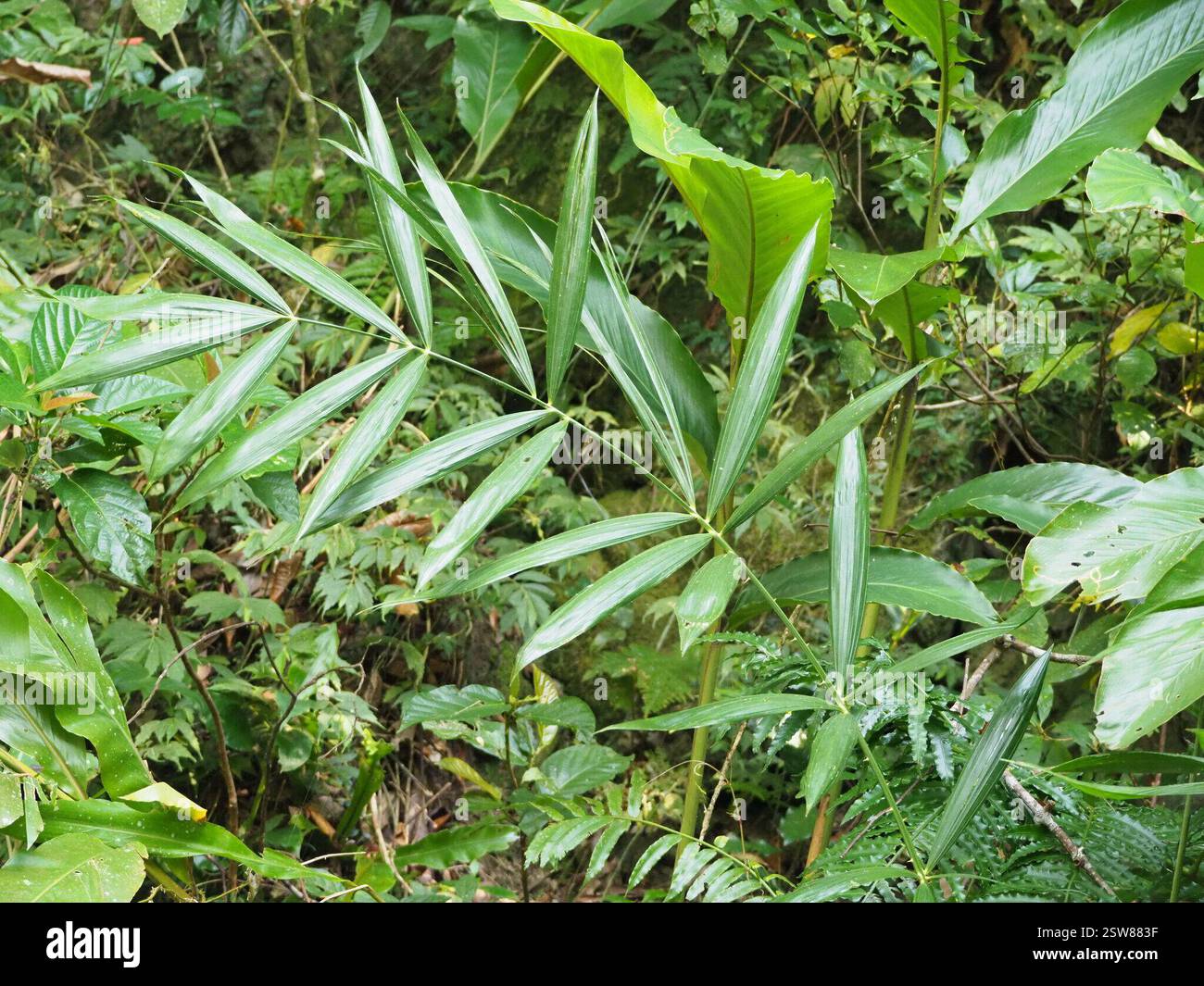 Yellow Rotang Palm (Calamus formosanus), Plantae, 台灣新北市 Stock Photo - Alamy