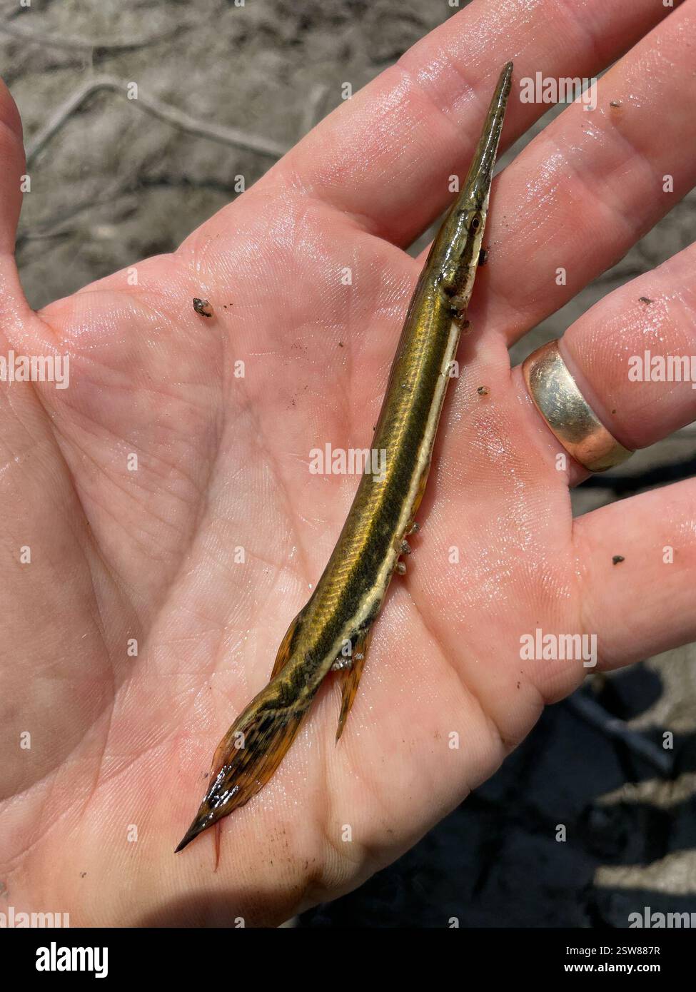 Longnose Gar (Lepisosteus osseus), Actinopterygii, Pintail Ln, Natchez ...