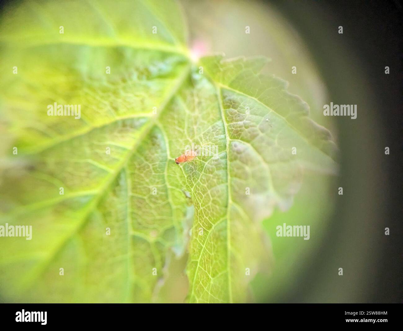 Golden Flies (Chyromyidae), Insecta, Ithaca, NY, Ithaca, NY 14850, USA ...