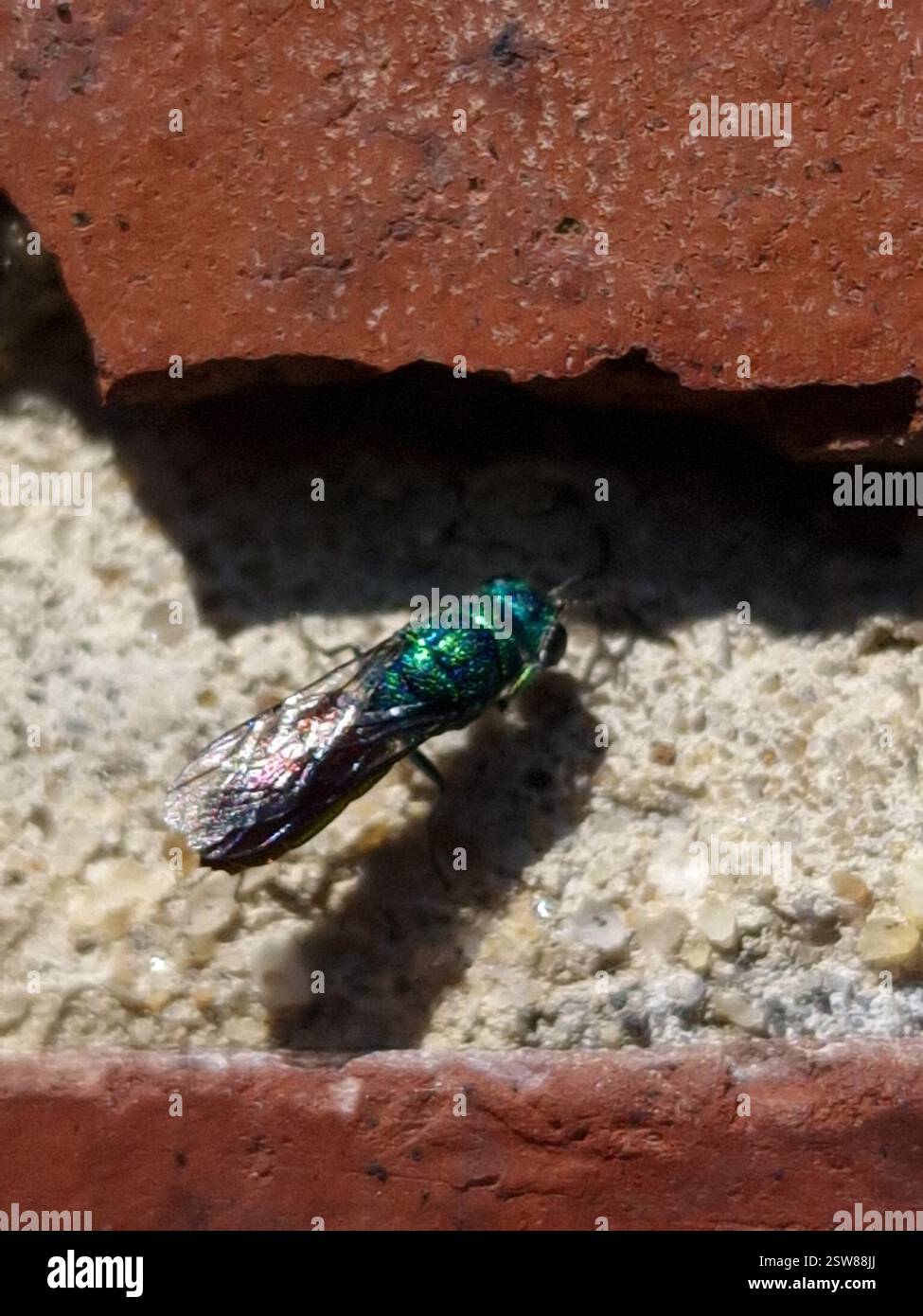 Ruby-tailed Cuckoo Wasps (Chrysis ignita), Insecta, Otley, UK Stock ...
