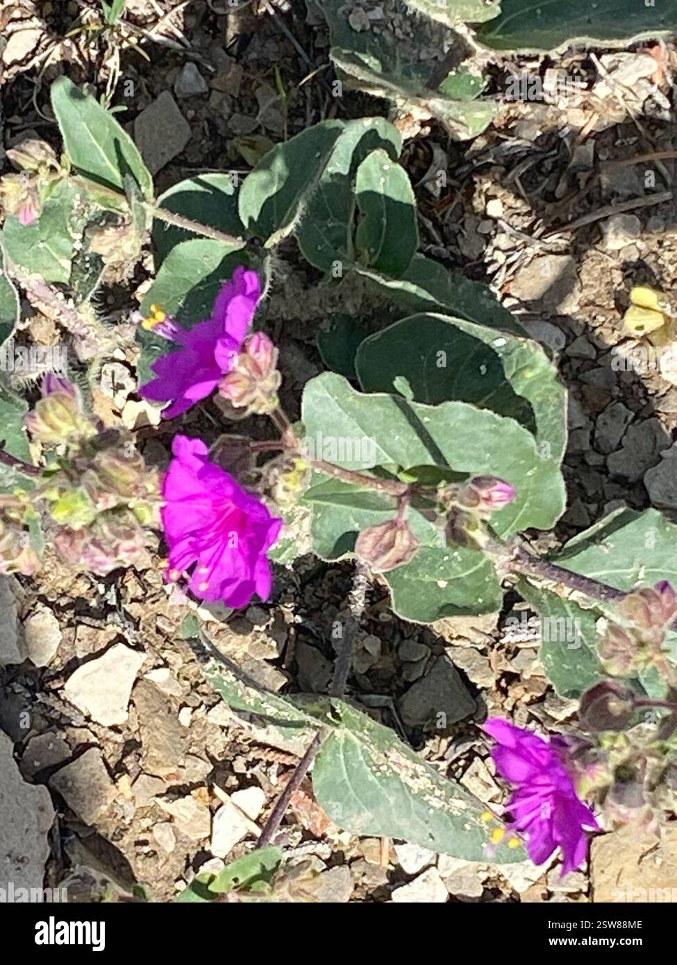 Colorado Four o'Clock (Mirabilis multiflora), Plantae, Lake Pueblo ...
