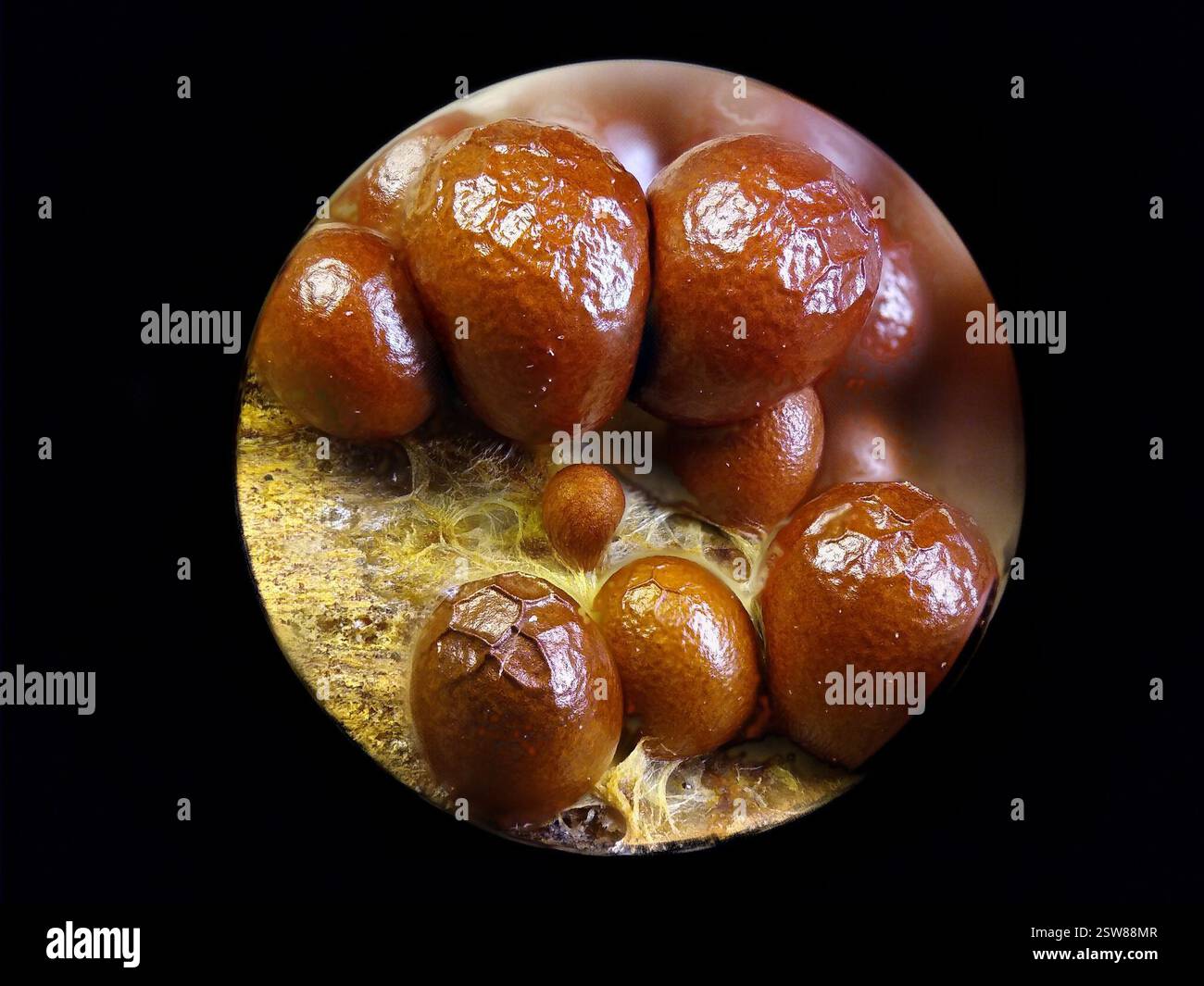 insect-egg slime (Leocarpus fragilis), Protozoa, Melbourne VIC, Australia, Growing on mulch ...