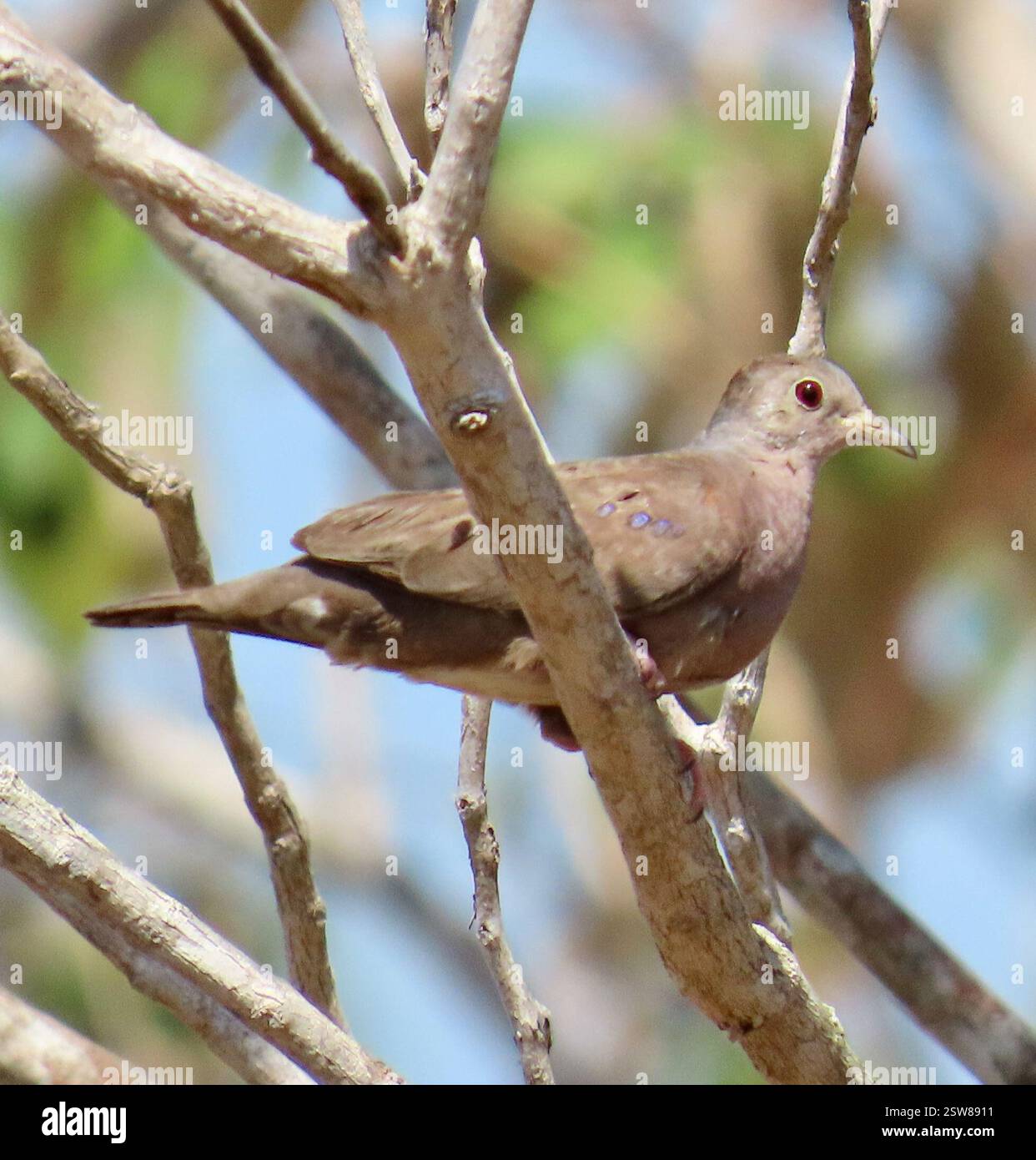 Genus columbina hi-res stock photography and images - Alamy