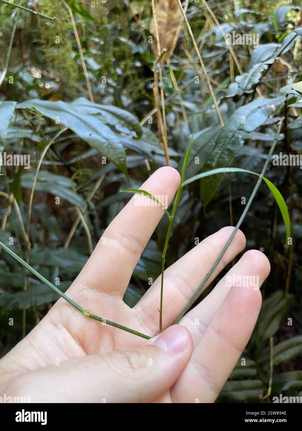 Forest Wire-grass (Tetrarrhena juncea), Plantae, Great Otway National ...