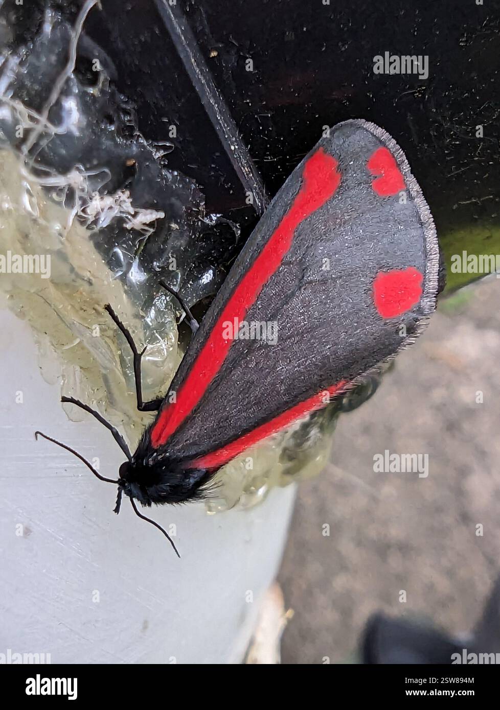 Cinnabar moth (Tyria jacobaeae), Insecta, Lingwood, Norwich NR13 4ET ...