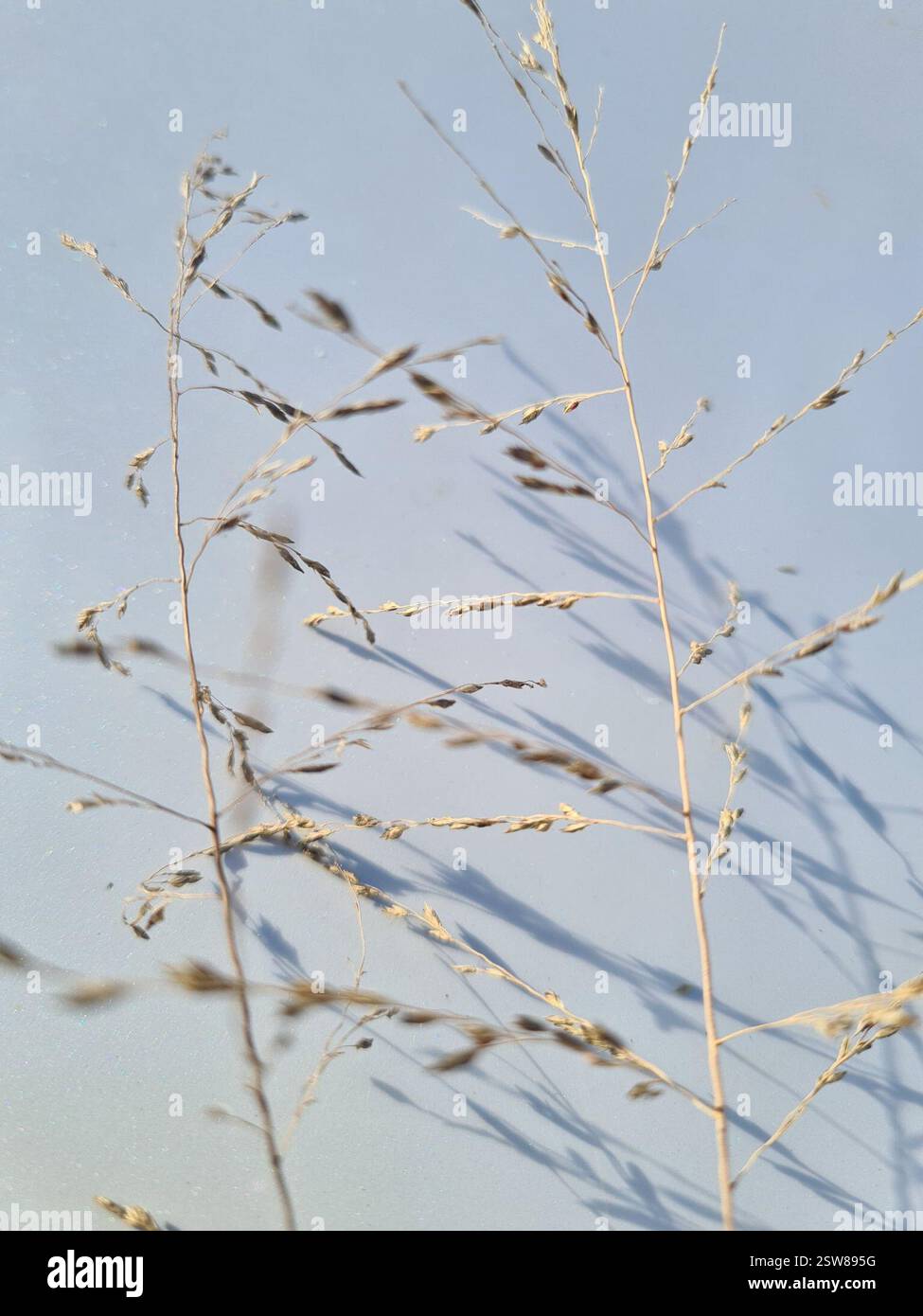 African love grass (Eragrostis curvula), Plantae, Tathra Beach Country ...