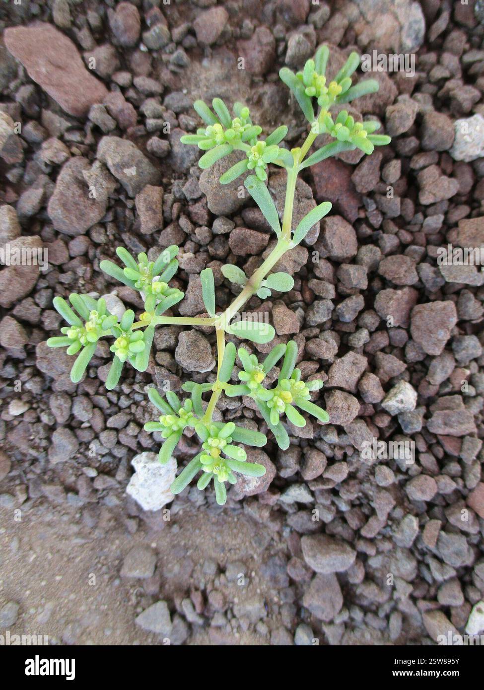 simple-leaved bean caper (Tetraena simplex), Plantae, Kunene Region ...