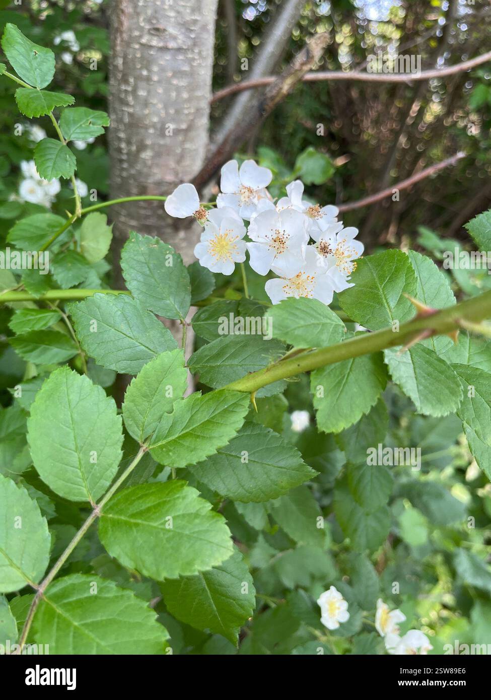 multiflora rose (Rosa multiflora), Plantae, Port Burwell Provincial ...