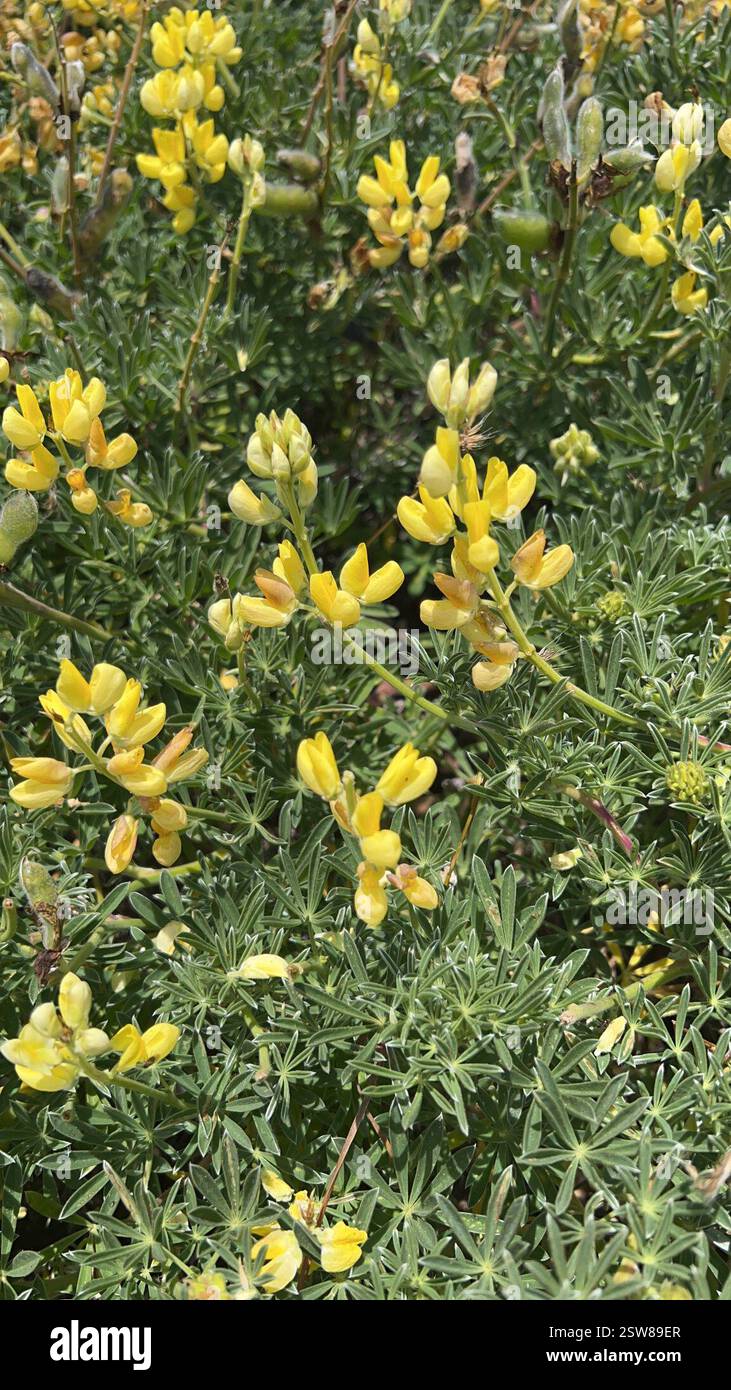 coastal bush lupine (Lupinus arboreus), Plantae, Bodega Bay Stock Photo ...