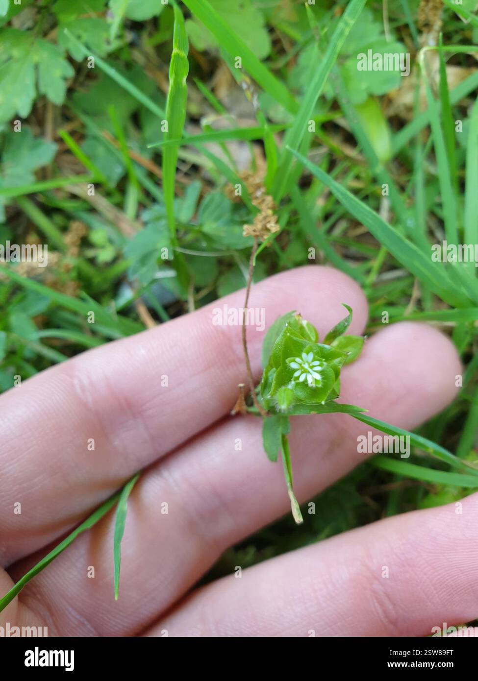 common chickweed (Stellaria media), Plantae, Carronfoot, Carronbridge ...