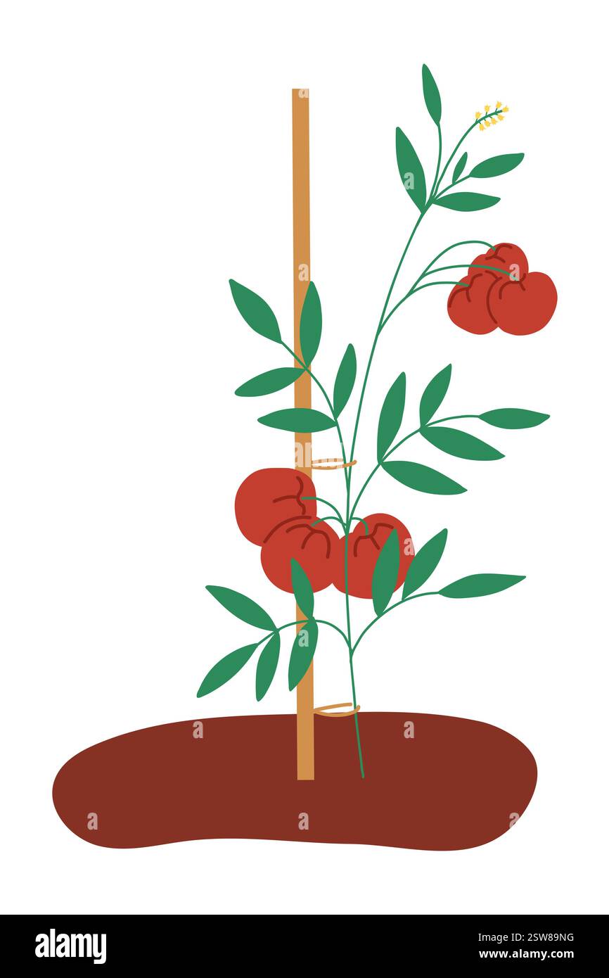 Young tomato plant with red fruits tied to a stick. Vector illustration ...