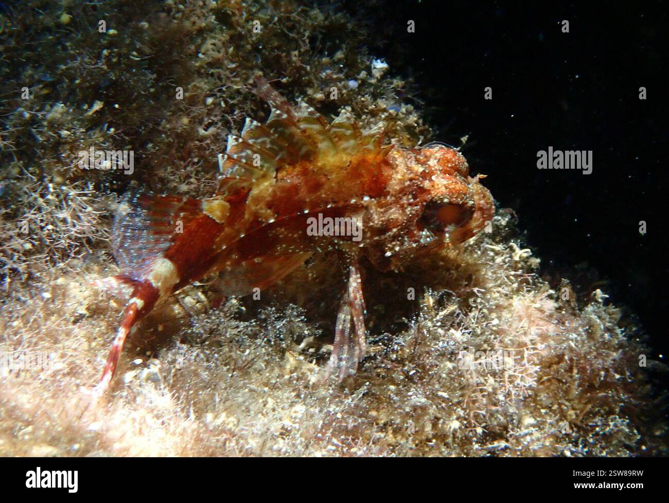 Madeira Scorpionfish (Scorpaena maderensis), Actinopterygii, Marmaris ...