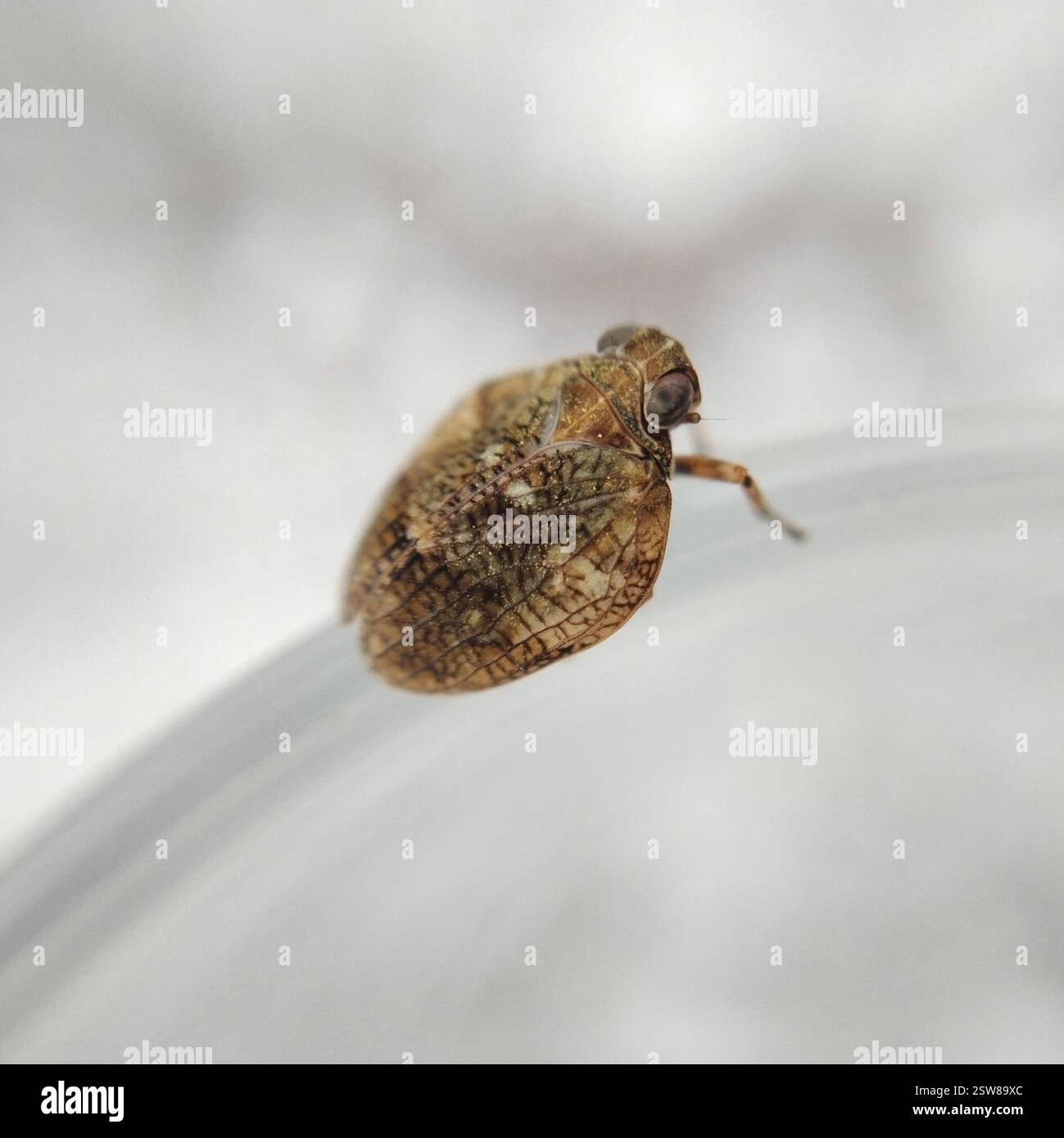 scarce issid bug (Issus muscaeformis), Insecta, Kosanin dol, Pancharevo ...