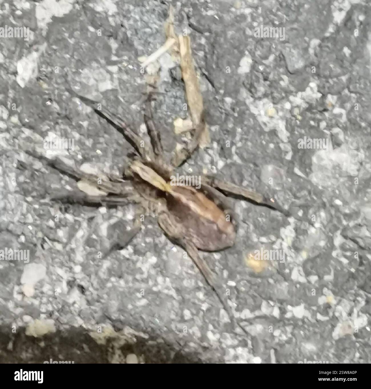 (Alopecosa pulverulenta), Arachnida, 31160 Nuutajärvi, Suomi Stock ...