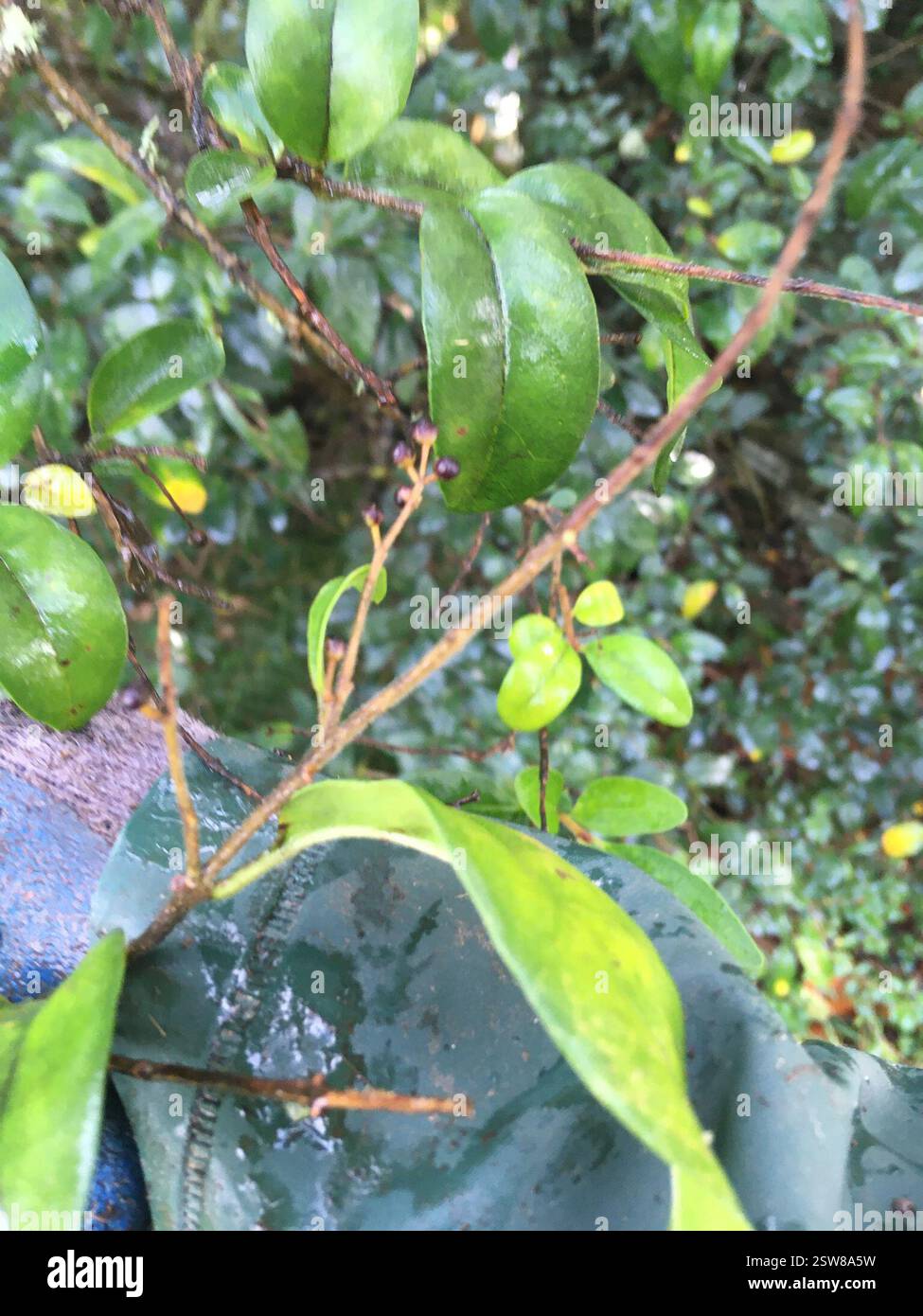Chinese privet (Ligustrum sinense), Plantae, Greenhithe, North Auckland ...