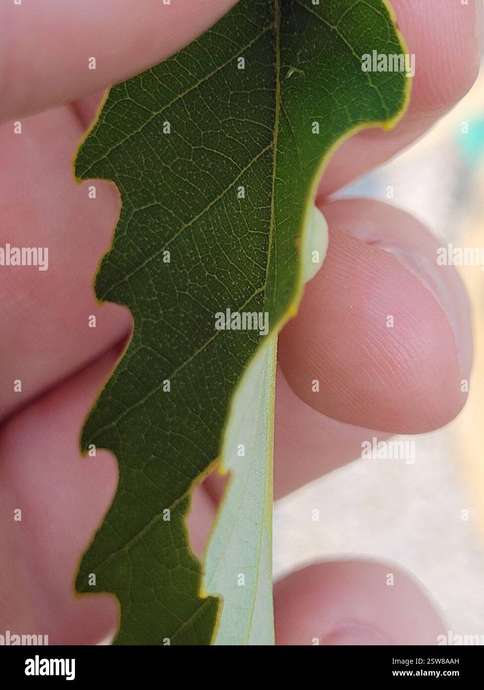 Gall Wasps (Cynipidae), Insecta, Ohio, US, No cell or webbing inside ...