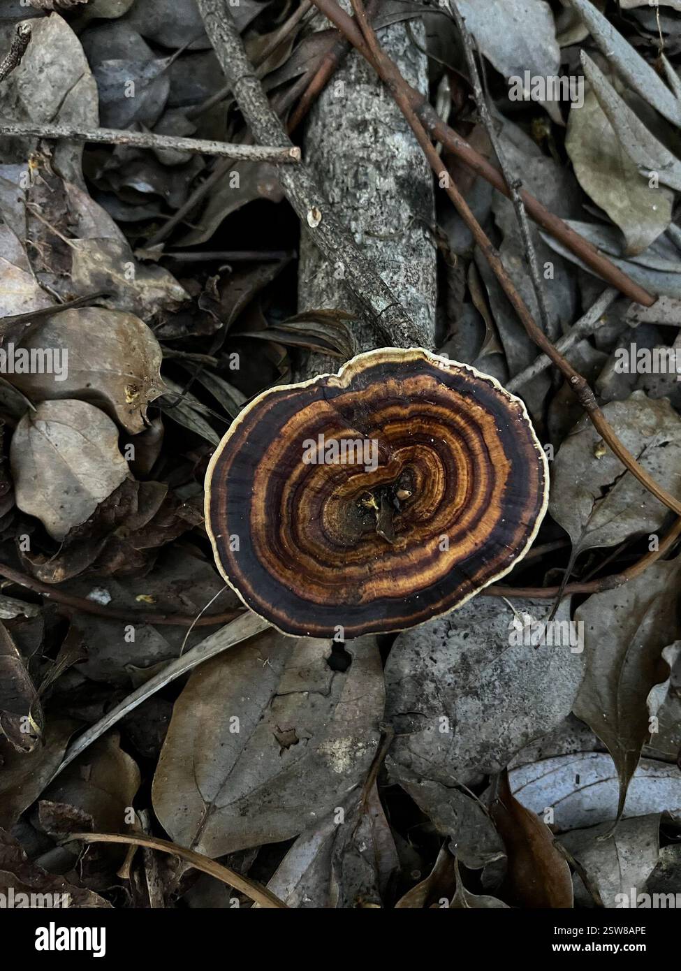 yellow stemmed micropore (Microporus xanthopus), Fungi, Mount Cotton ...