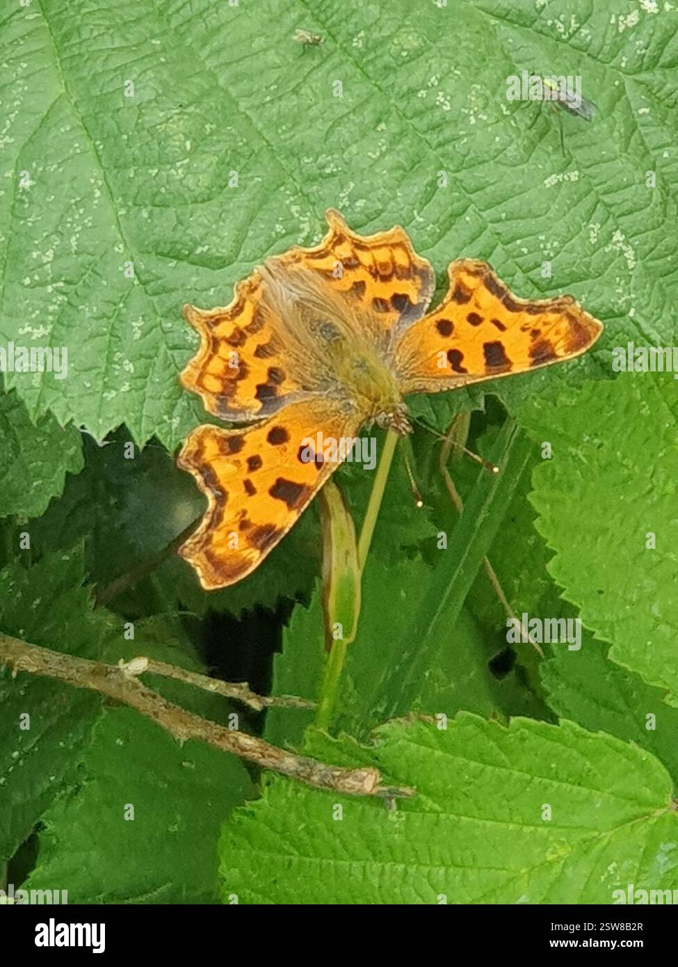 European Comma (Polygonia c-album), Insecta, Stirchley, Birmingham, UK ...