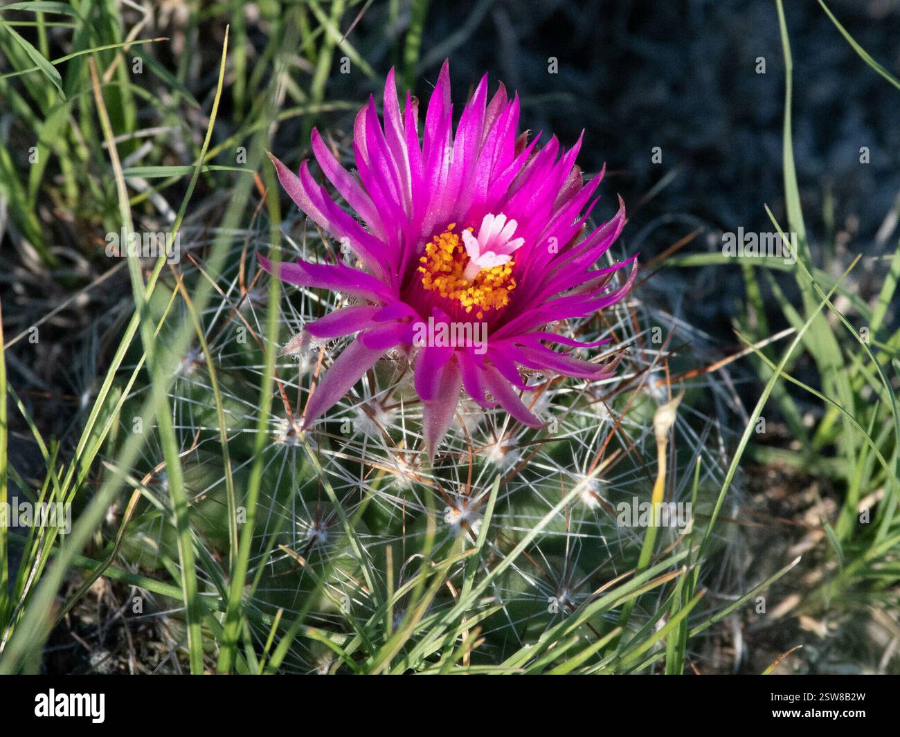 Spinystar (Escobaria vivipara), Plantae, Val Marie No. 17, SK S0N ...