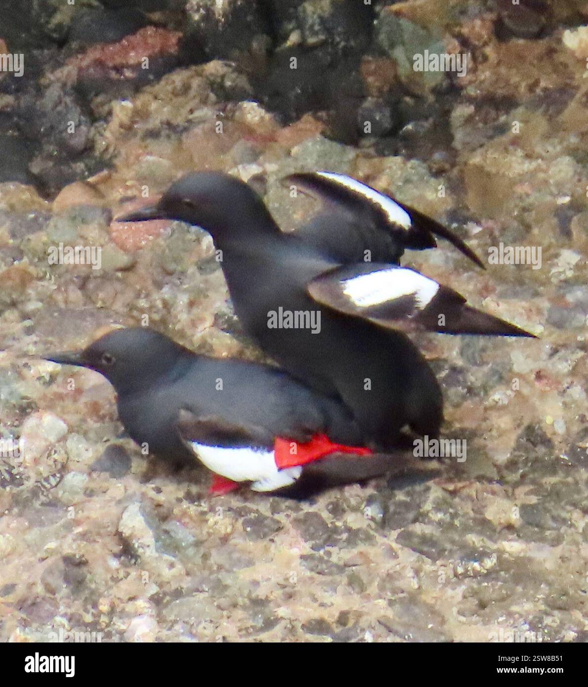Pigeon Guillemot (Cepphus columba), Aves, Point Lobos State Natural ...