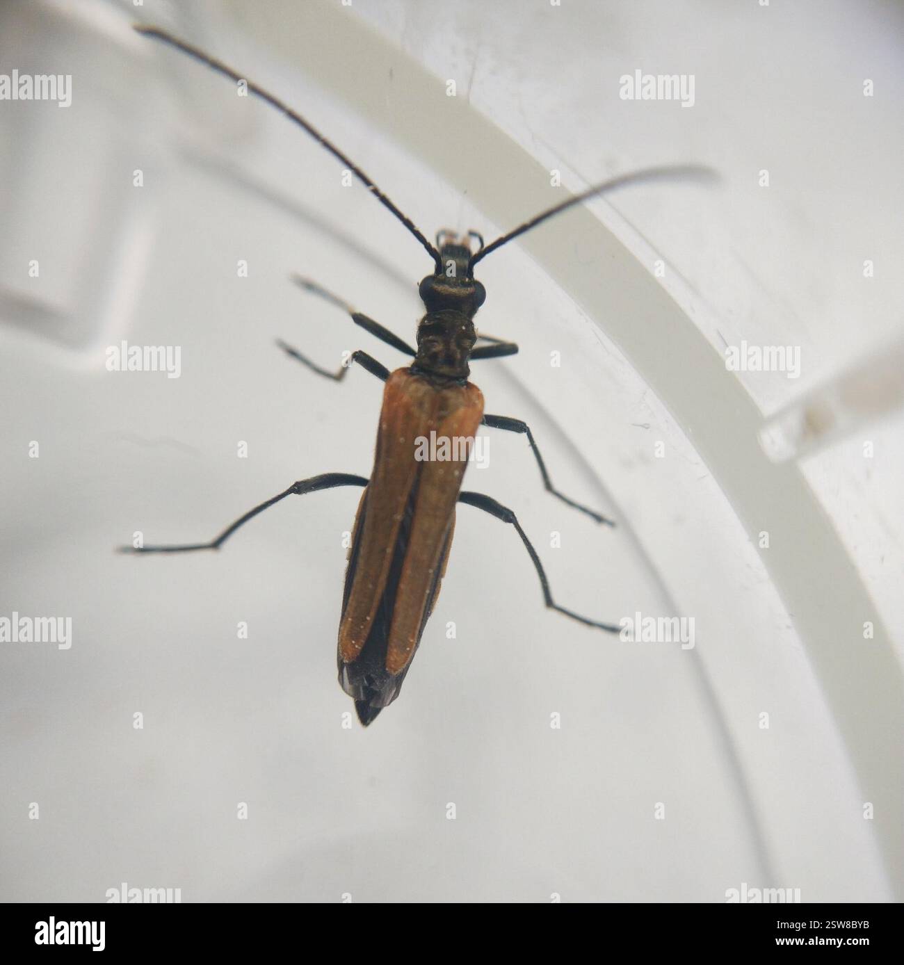 (Oedemera femorata), Insecta, Kosanin dol, Pancharevo, Bulgaria Stock ...