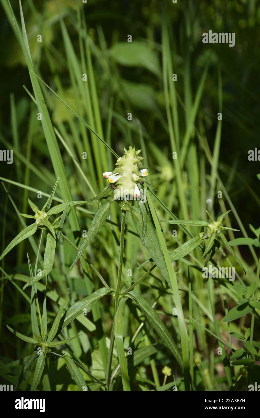 Crested Cow-wheat (Melampyrum cristatum), Plantae, Селивановский р-н ...