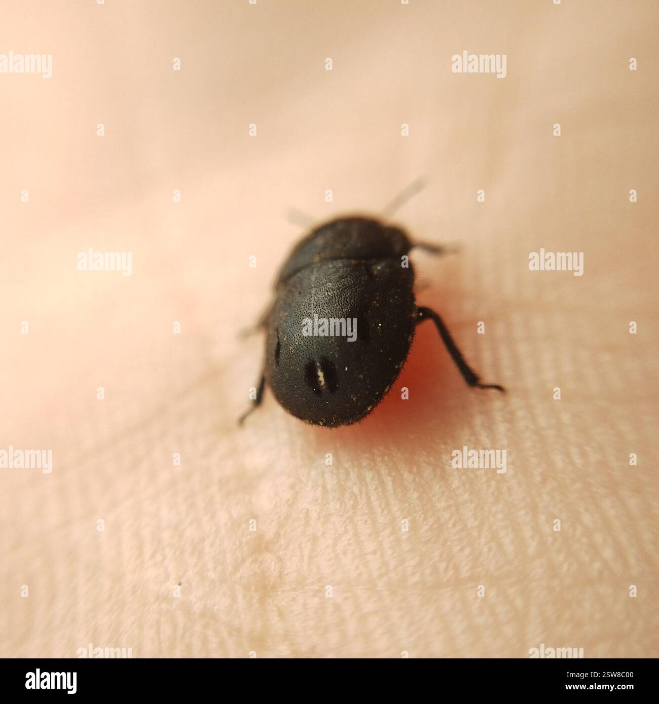 (Odontoscelis), Insecta, Malinova dolina, Sofia, Bulgaria Stock Photo ...