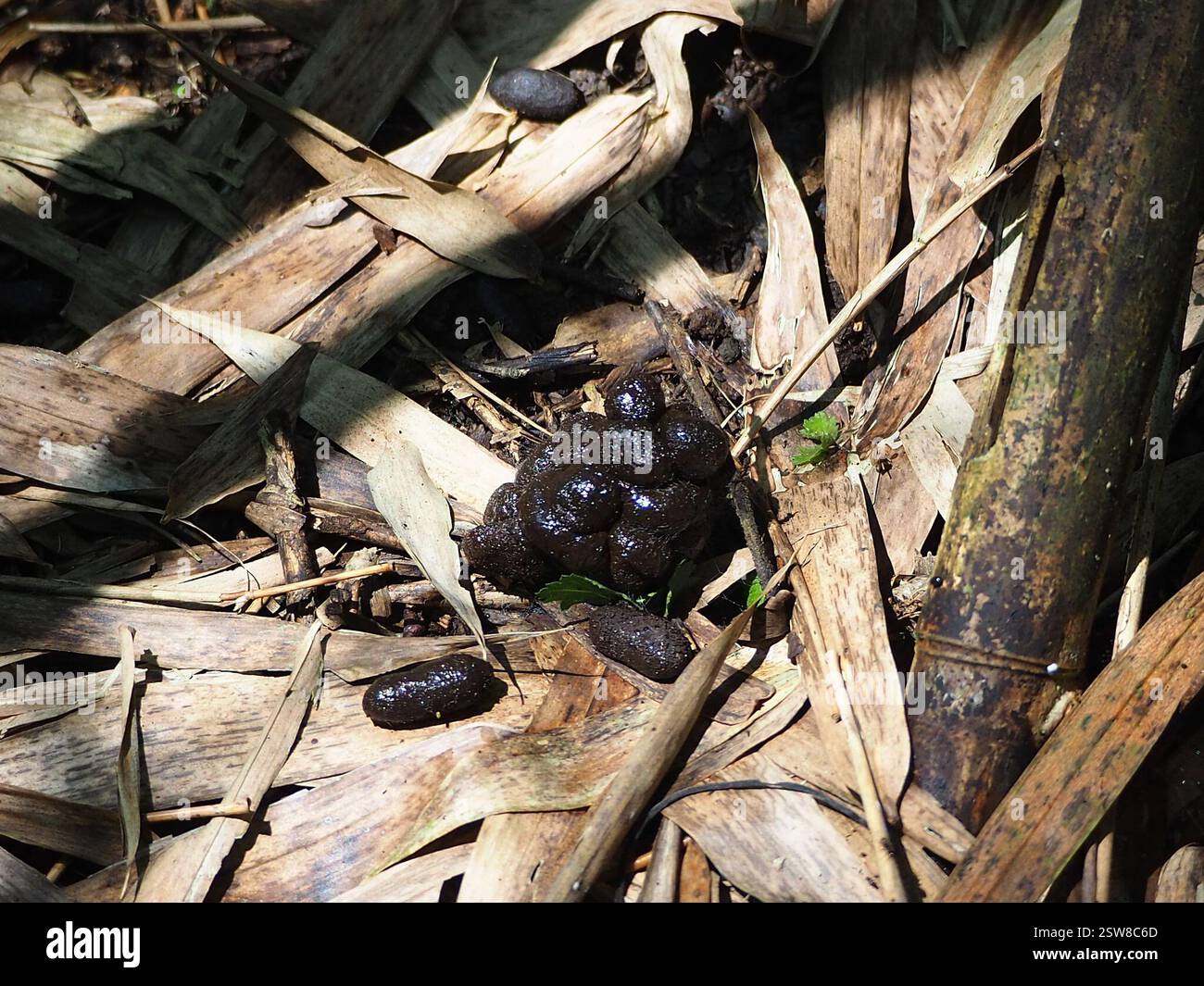 Taiwan Muntjac (Muntiacus reevesi micrurus), Mammalia, 台灣新北市 Stock ...