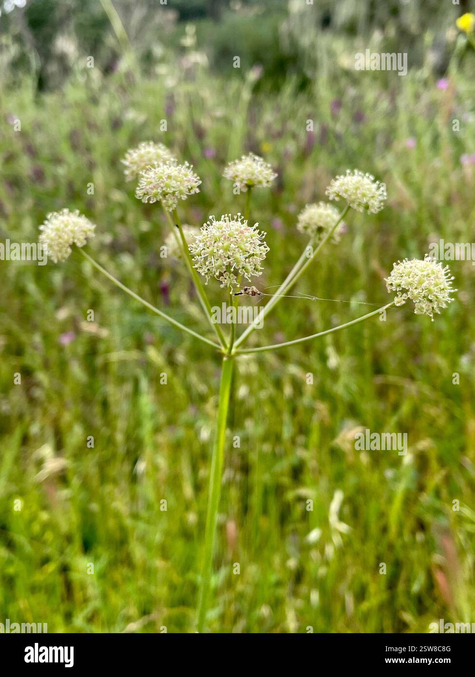 California yampah (Perideridia californica), Plantae, Henry W. Coe ...